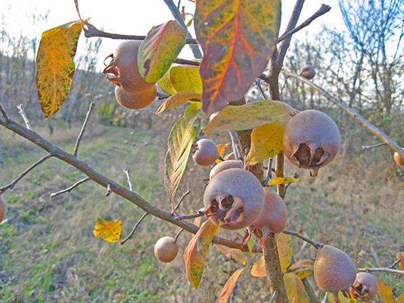 MUŠMULE: Najpoznije slasno voće našeg podneblja - Dobro Jutro