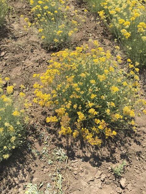 SMILJE: Miriše, leči i zarađuje - Dobro Jutro