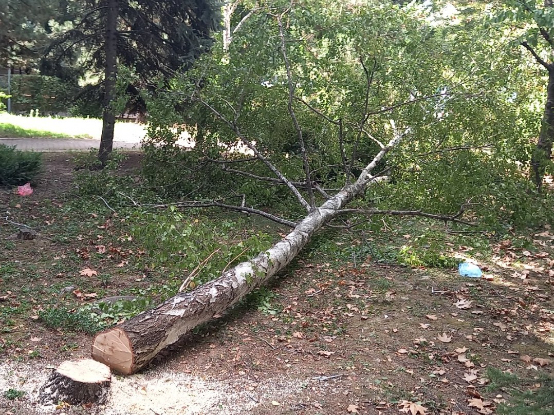 Isečeno zdravo, odraslo stablo breze - Dobro Jutro