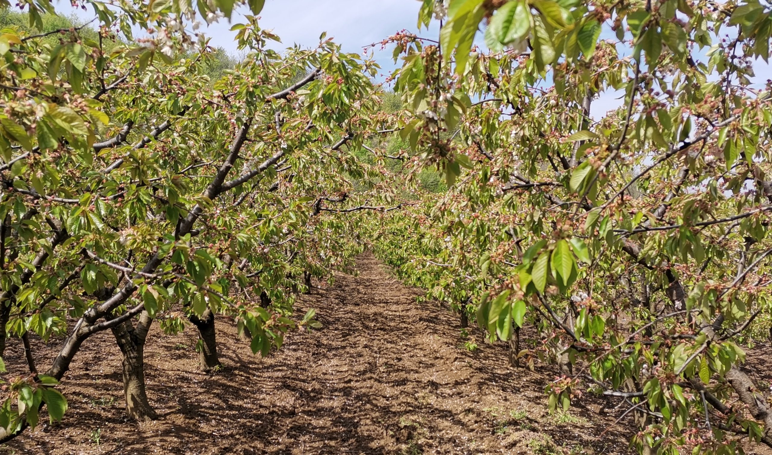 Pre kiše potrebna zaštita trešnje - Dobro Jutro