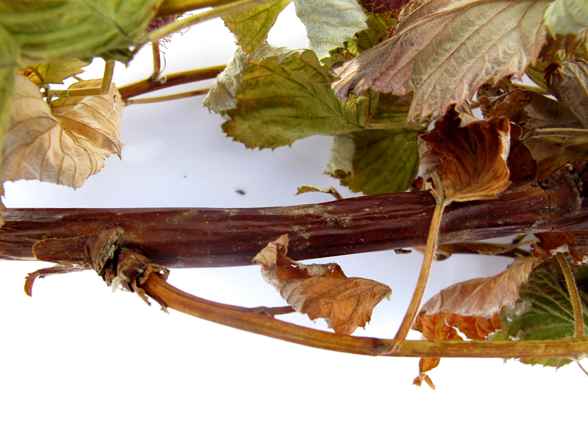 Proleće u malinjaku - Dobro Jutro