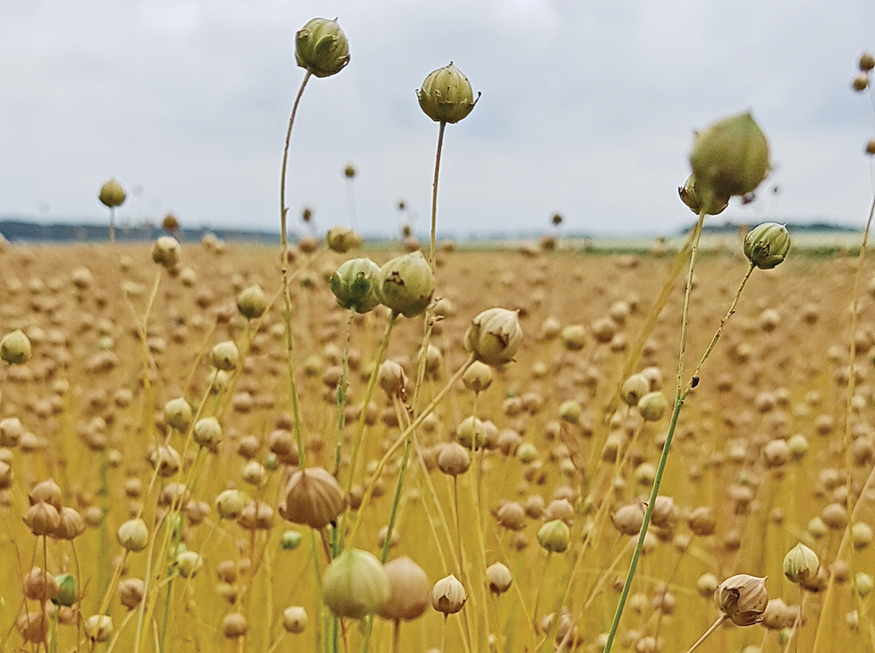 Lan ne služi samo za predivo i ulje - Dobro Jutro