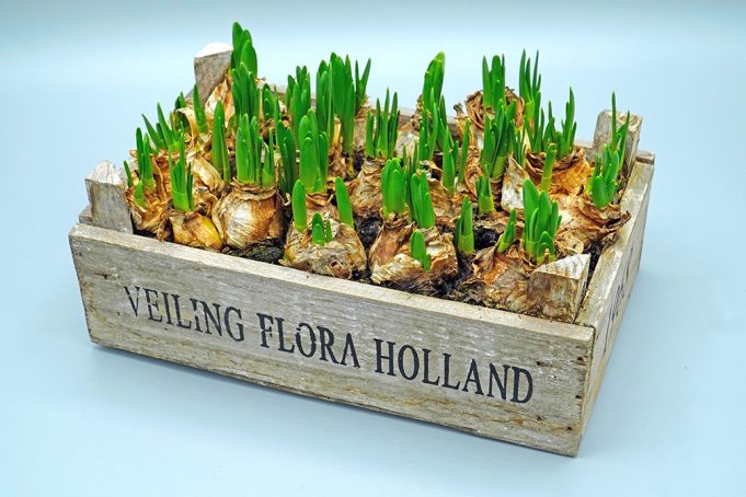 Jesenja sadnja za prolećni cvet - Dobro Jutro