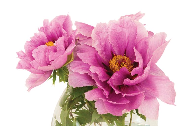 Jesenja sadnja za prolećni cvet - Dobro Jutro