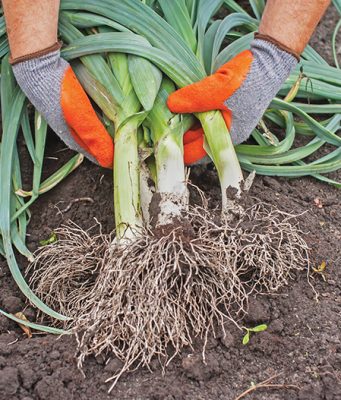 POVRĆE Arhive - Dobro Jutro