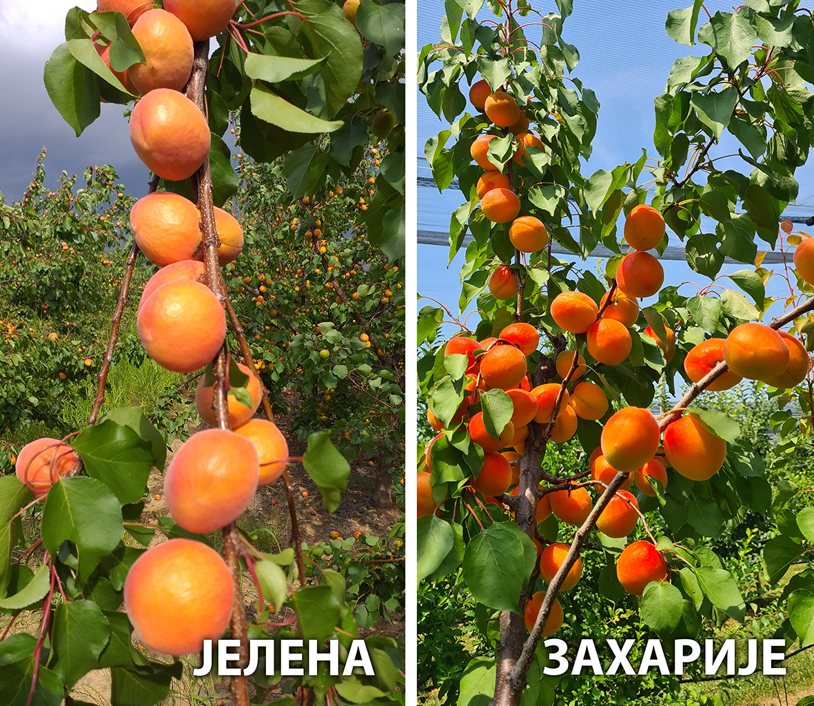 JELENA i ZAHARIJE otpornije, rodnije, kvalitetnije - Dobro Jutro