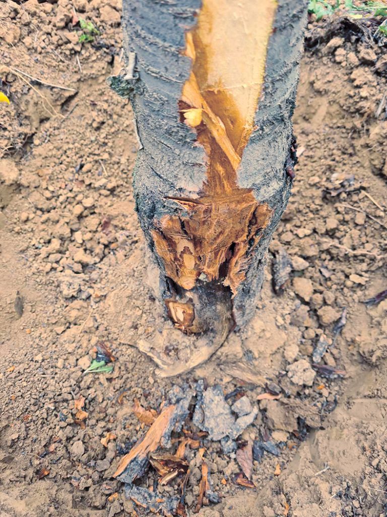 Zašto se suše kalemi na magrivi? - Dobro Jutro